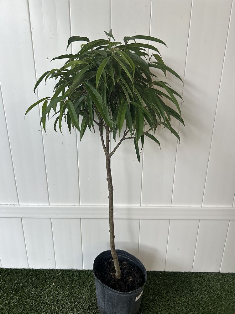 Buy Ficus 'Alii' Plant Online | Free Delivery Over $100