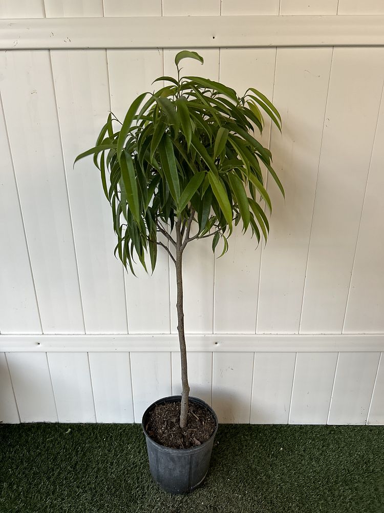 Buy Ficus 'Alii' Plant Online | Free Delivery Over $100