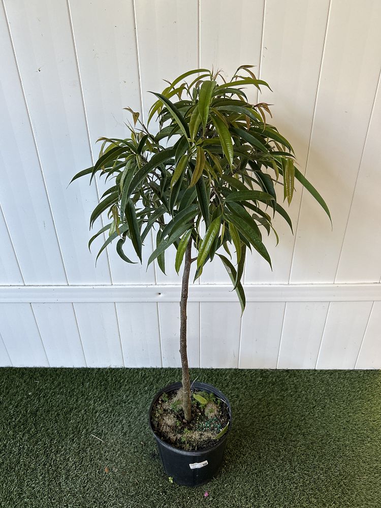 Buy Ficus 'Alii' Plant Online | Free Delivery Over $100