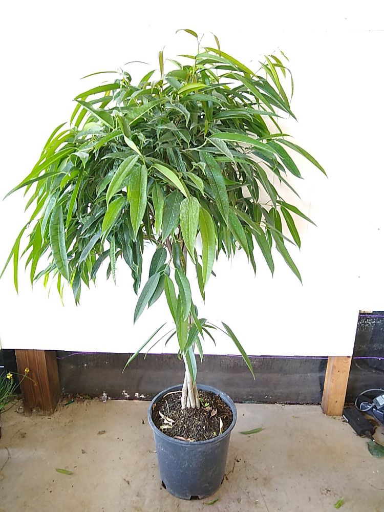 Buy Ficus binnendijkii 'Alii', Ficus maclellandii 'Alii', Long Leaved ...