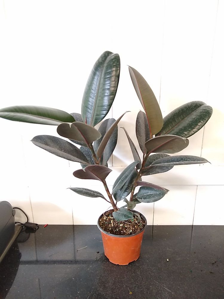 Order Ficus Elastica 'Burgundy', Indian Rubber Plant Online
