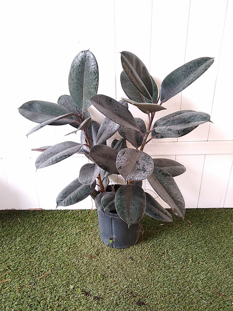 Order Ficus Elastica 'Burgundy', Indian Rubber Plant Online