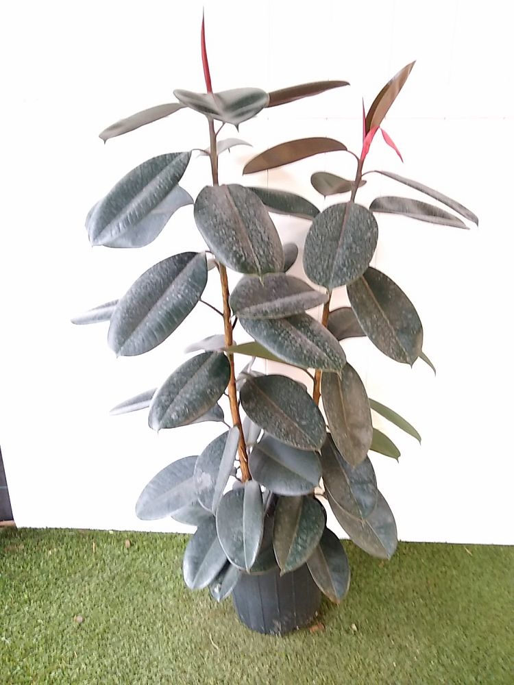 Order Ficus Elastica 'Burgundy', Indian Rubber Plant Online