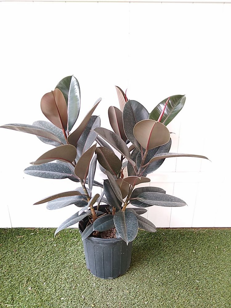 Order Ficus Elastica 'Burgundy', Indian Rubber Plant Online