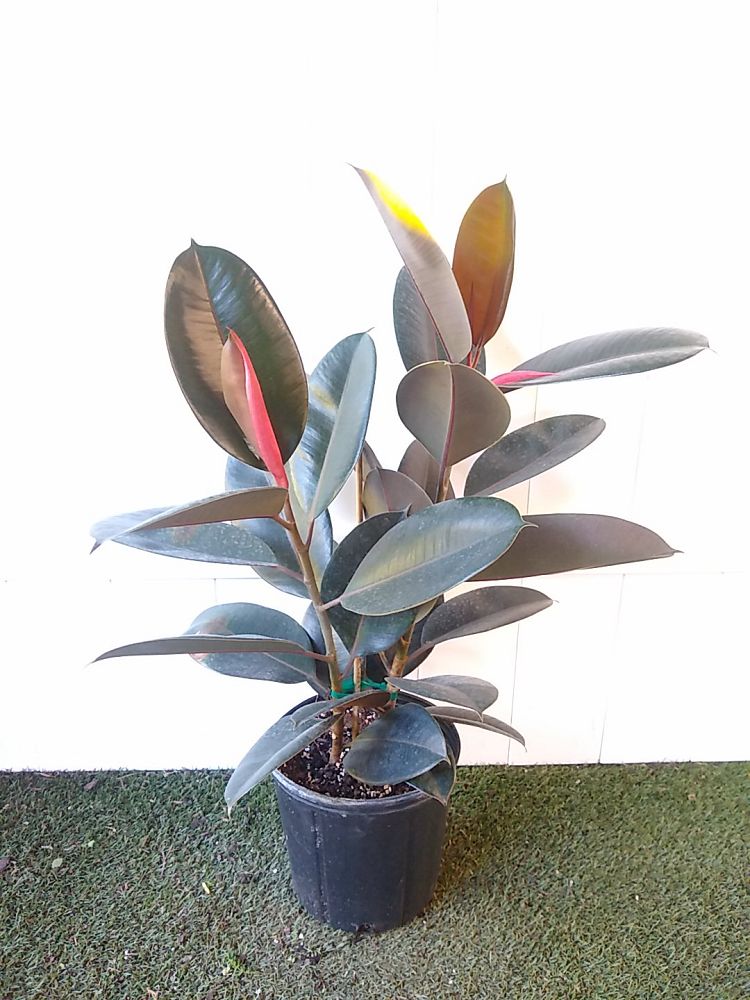 Order Ficus Elastica 'Burgundy', Indian Rubber Plant Online