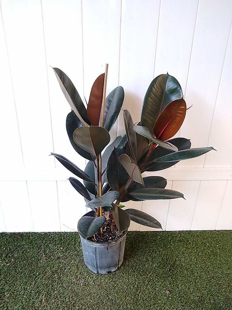 Order Ficus Elastica 'Burgundy', Indian Rubber Plant Online