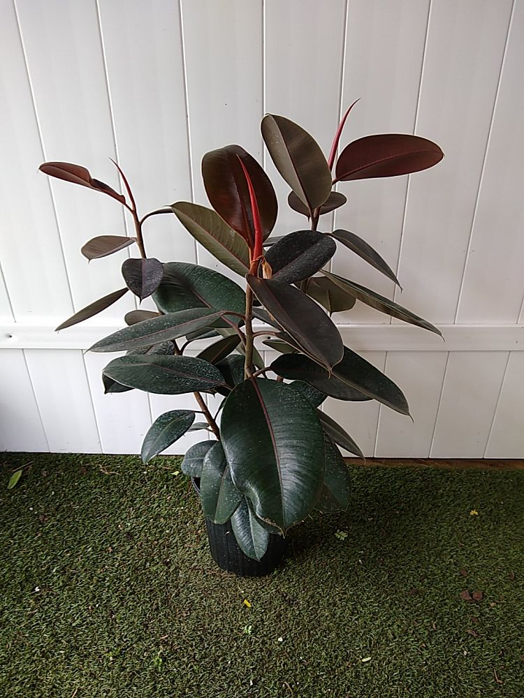 Order Ficus Elastica 'Burgundy', Indian Rubber Plant Online