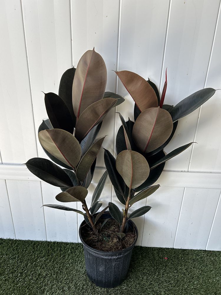 Order Ficus Elastica 'Burgundy', Indian Rubber Plant Online