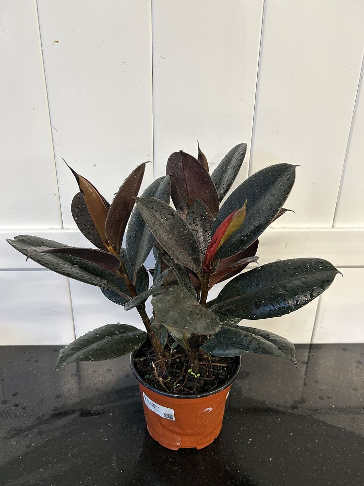 Order Ficus Elastica 'Burgundy', Indian Rubber Plant Online