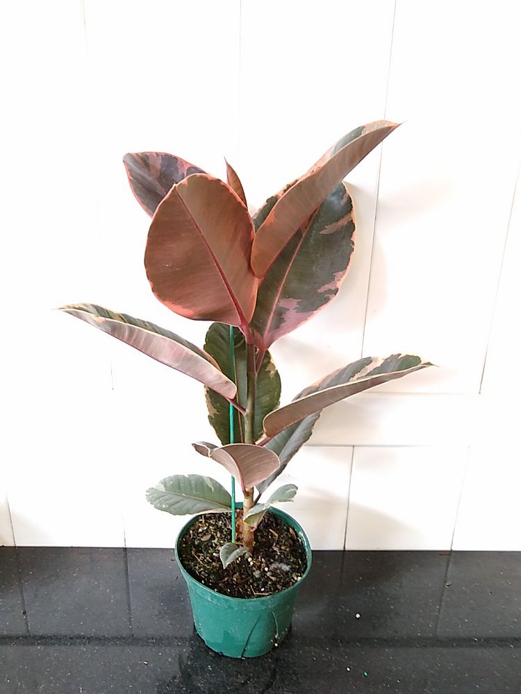 Ficus elastica ‘Ruby’, Indian Rubber Tree | PlantVine