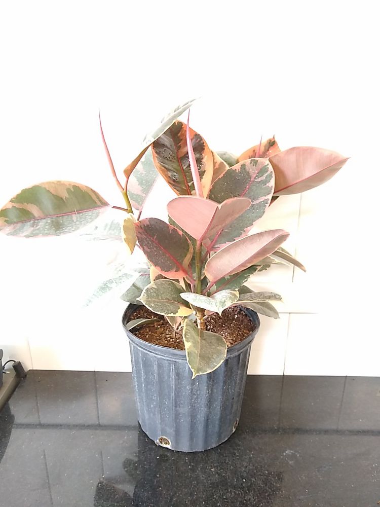 Ficus elastica ‘Ruby’, Indian Rubber Tree | PlantVine