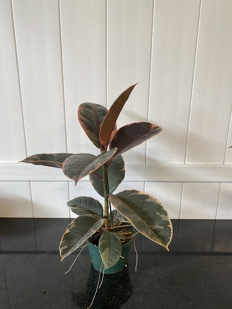 Ficus elastica ‘Ruby’, Indian Rubber Tree | PlantVine