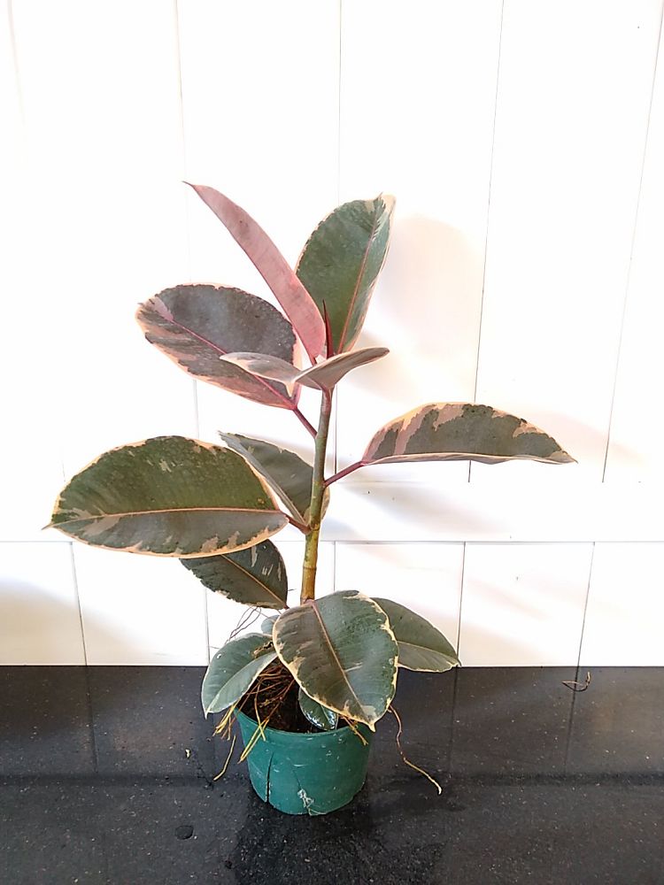 Ficus elastica ‘Ruby’, Indian Rubber Tree | PlantVine