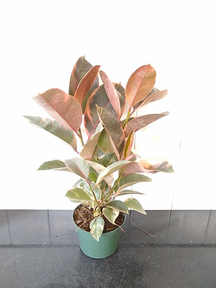 Ficus elastica ‘Ruby’, Indian Rubber Tree | PlantVine