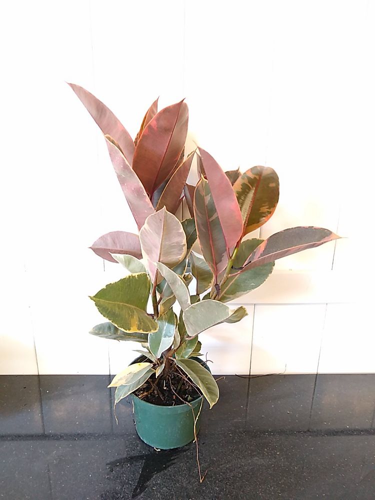 Ficus elastica ‘Ruby’, Indian Rubber Tree | PlantVine