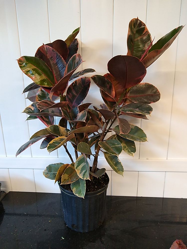 Ficus elastica ‘Ruby’ | PlantVine
