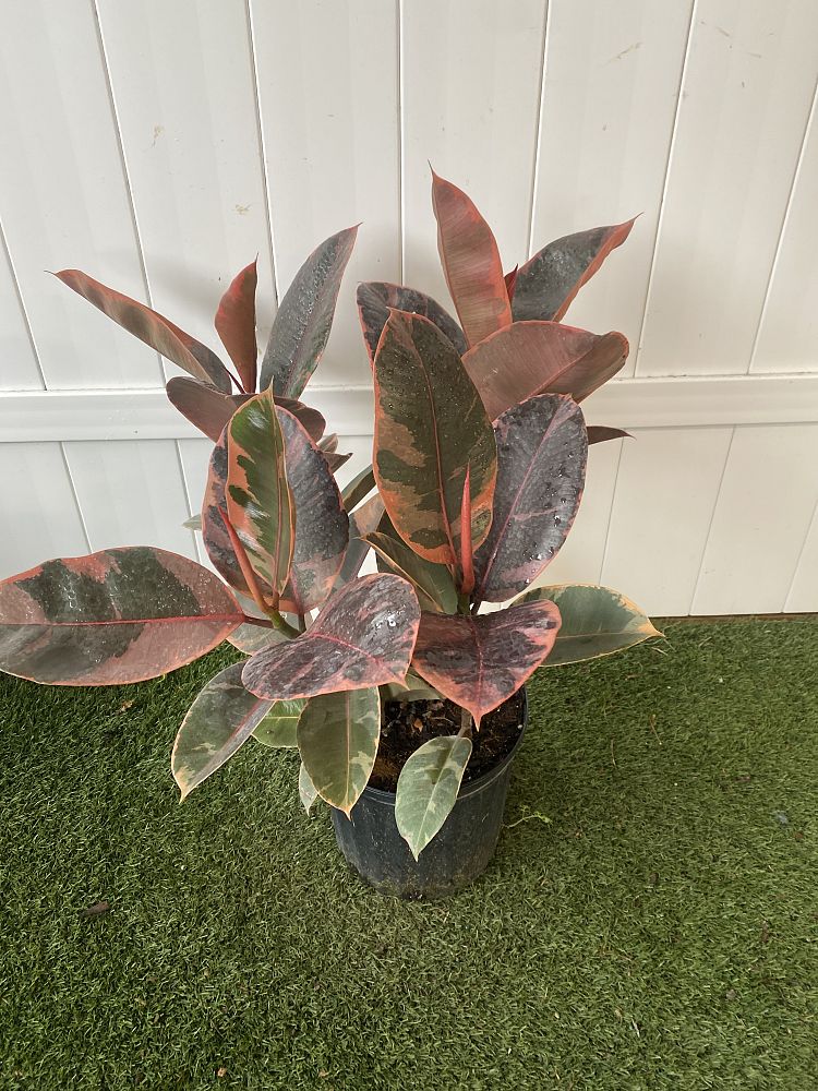Ficus elastica ‘Ruby’ | PlantVine