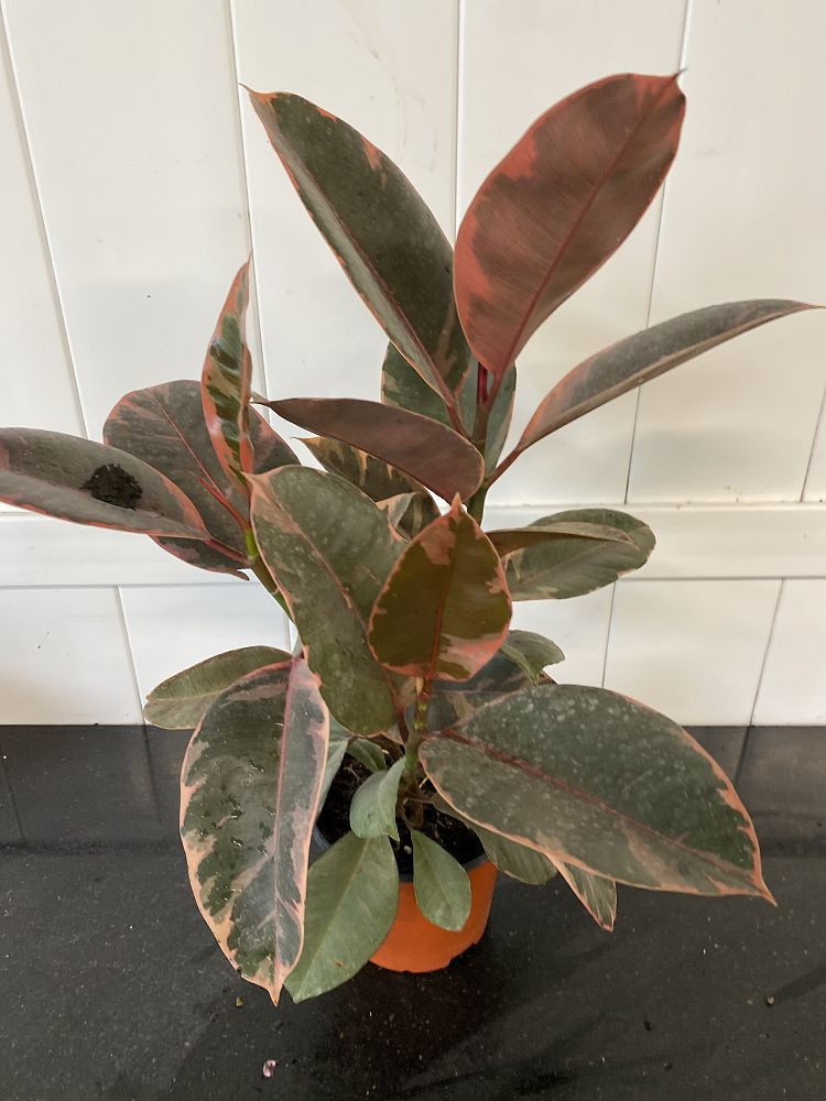 Ficus elastica ‘Ruby’ | PlantVine