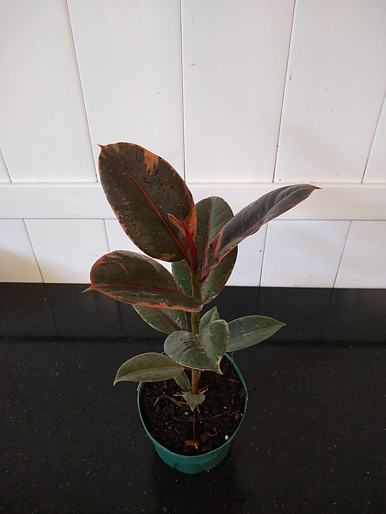 Ficus elastica ‘Ruby’ | PlantVine
