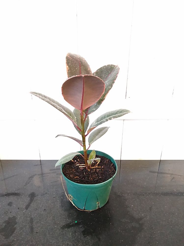Ficus elastica ‘Ruby’ | PlantVine