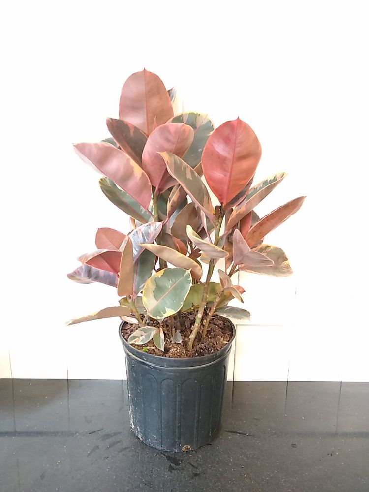 Ficus elastica ‘Ruby’ | PlantVine