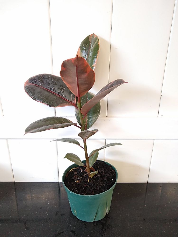 Ficus elastica ‘Ruby’ | PlantVine