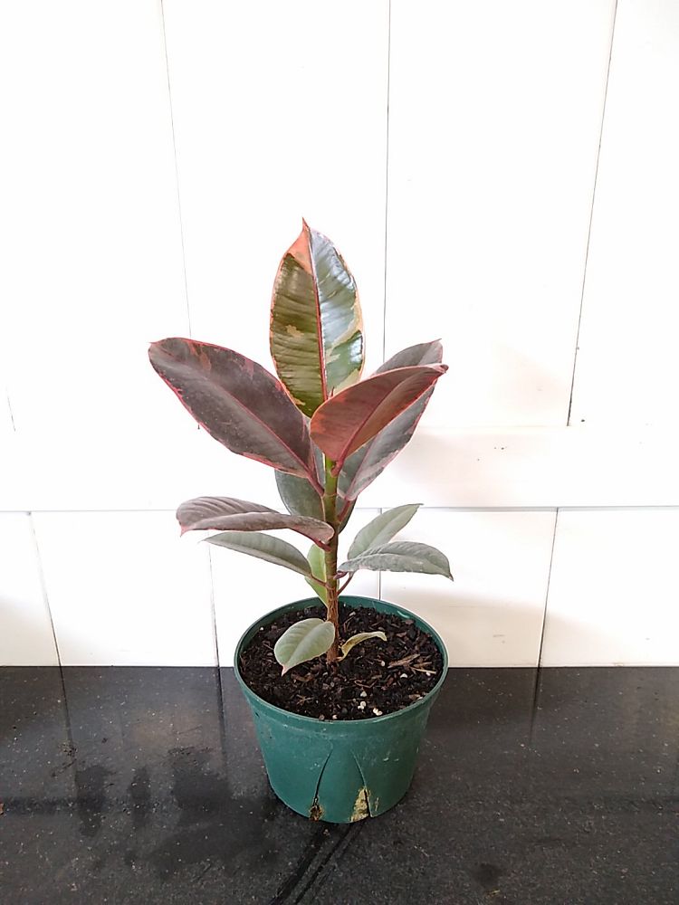 Ficus elastica ‘Ruby’ | PlantVine