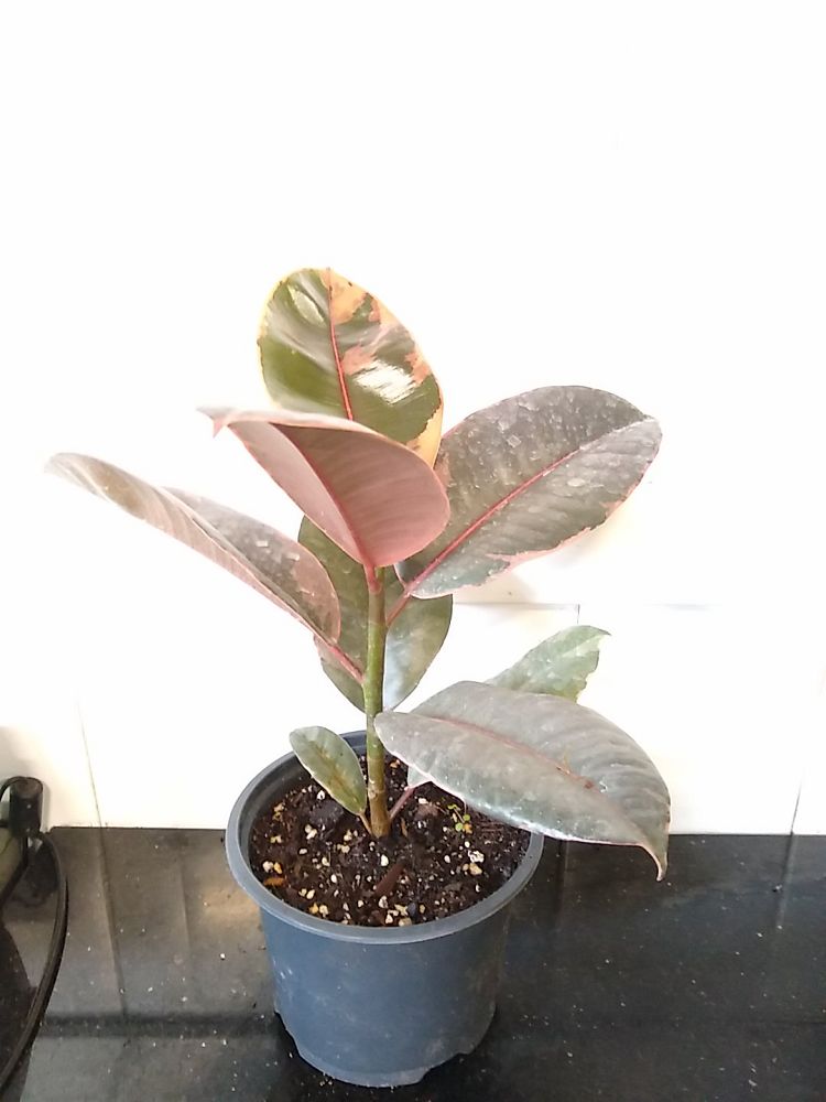 Ficus elastica ‘Ruby’ | PlantVine