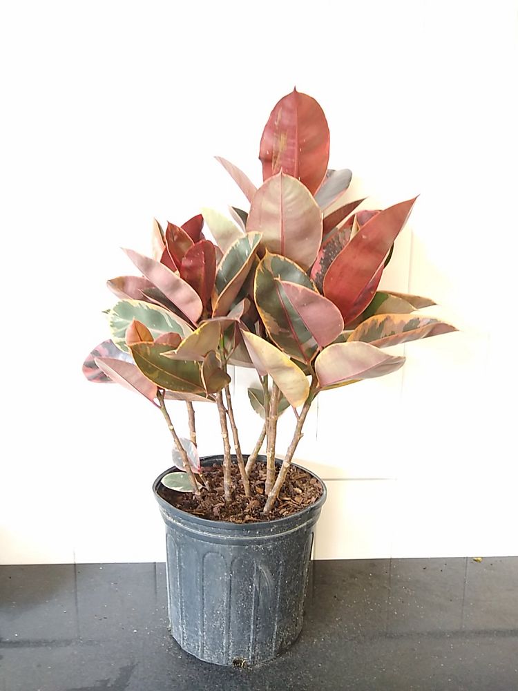 Ficus elastica ‘Ruby’ | PlantVine