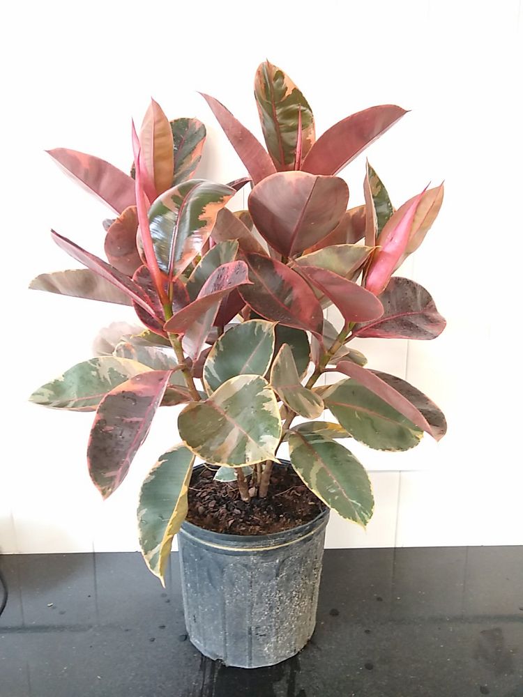 Ficus elastica ‘Ruby’ | PlantVine