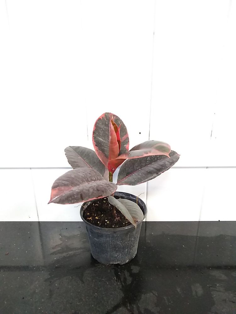 Ficus elastica ‘Ruby’ | PlantVine