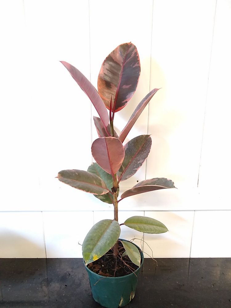 Ficus elastica ‘Ruby’ | PlantVine