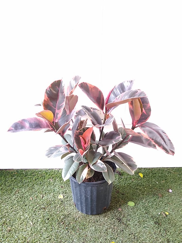 Ficus elastica ‘Ruby’ | PlantVine
