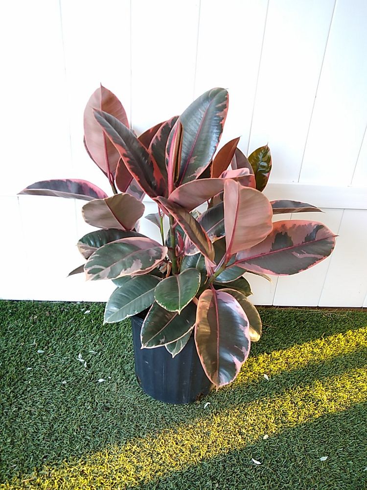 Ficus elastica ‘Ruby’ | PlantVine