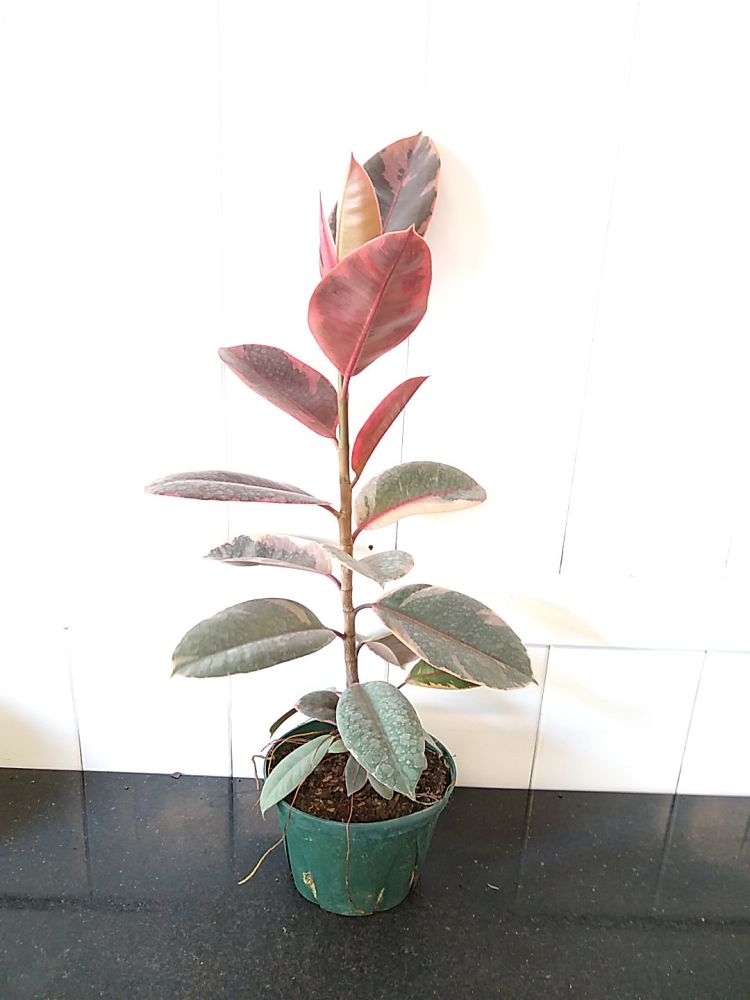 Ficus elastica ‘Ruby’ | PlantVine