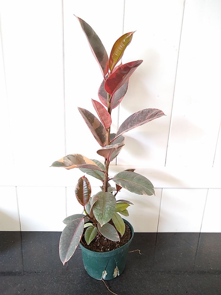 Ficus elastica ‘Ruby’ | PlantVine