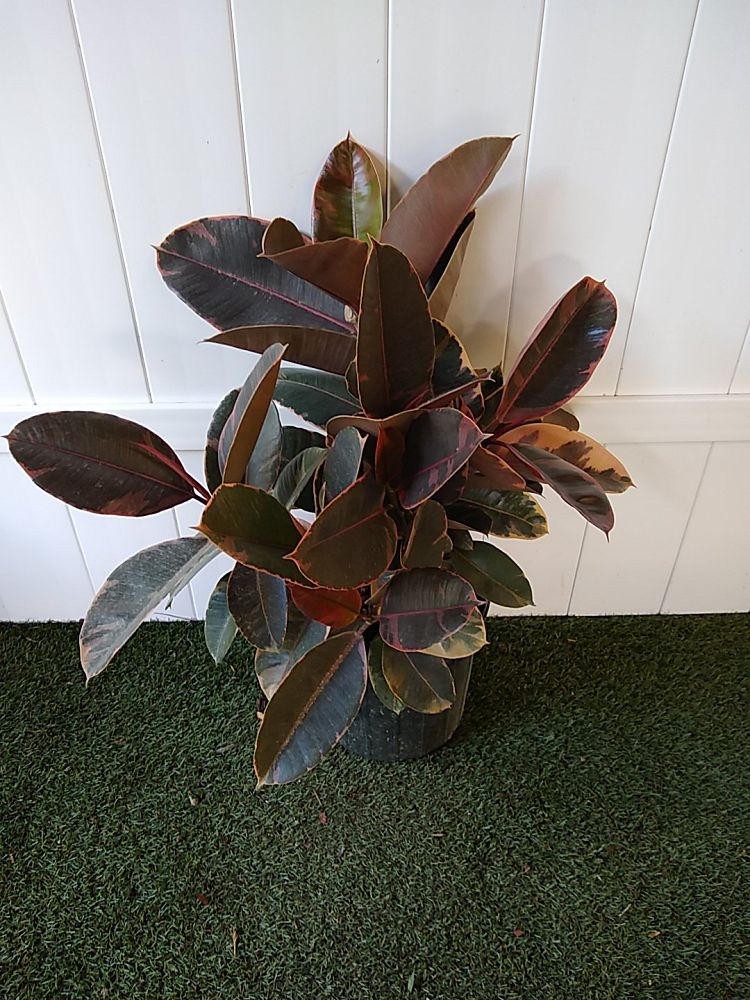 Ficus elastica ‘Ruby’ | PlantVine
