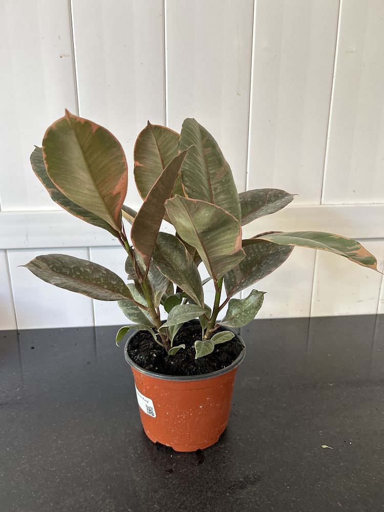 Ficus elastica ‘Ruby’ | PlantVine