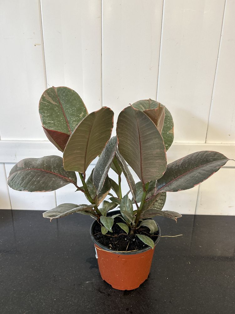 Ficus elastica ‘Ruby’ | PlantVine