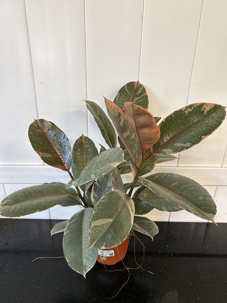 Ficus elastica ‘Ruby’ | PlantVine