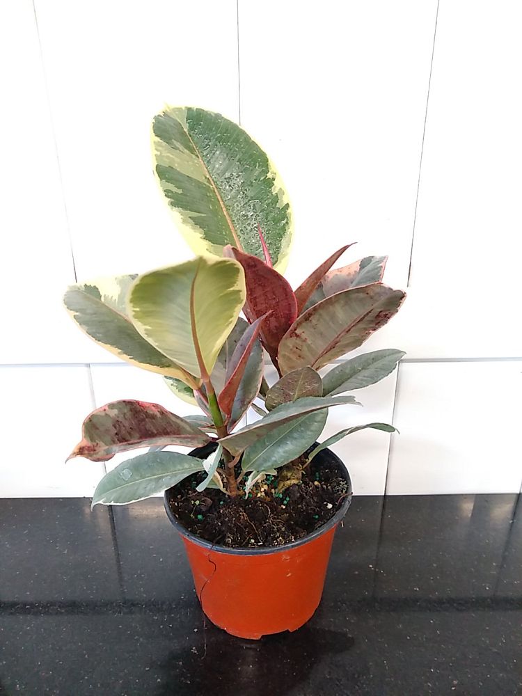 Ficus elastica ‘Tineke’ | PlantVine
