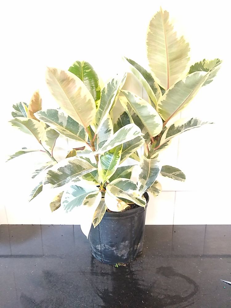 Ficus elastica ‘Tineke’ | PlantVine