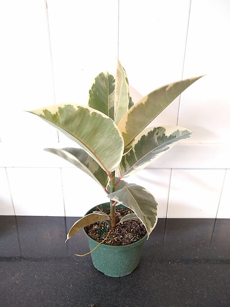 Ficus elastica ‘Tineke’ | PlantVine