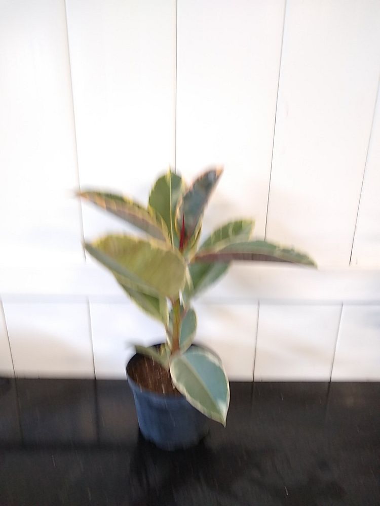Ficus elastica ‘Tineke’ | PlantVine