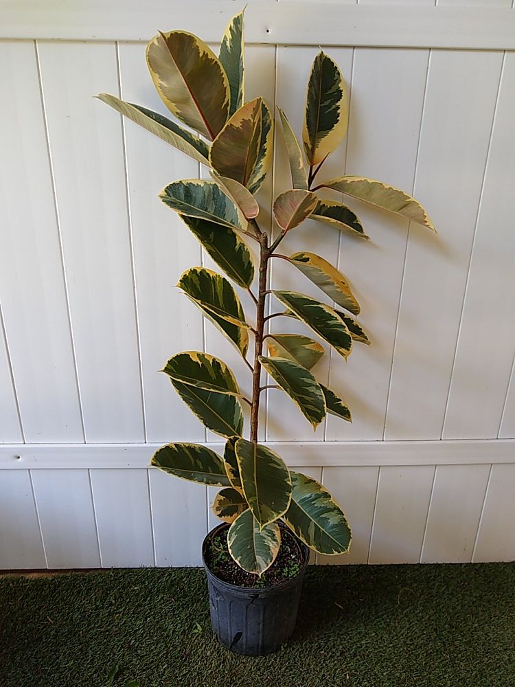 Ficus elastica ‘Tineke’ | PlantVine