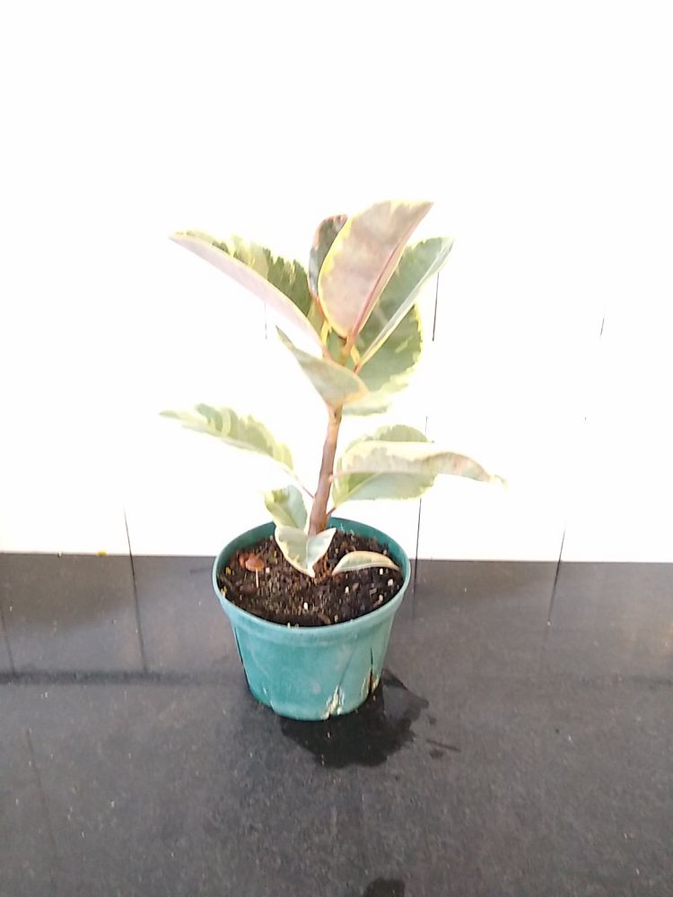 Ficus elastica ‘Tineke’ | PlantVine