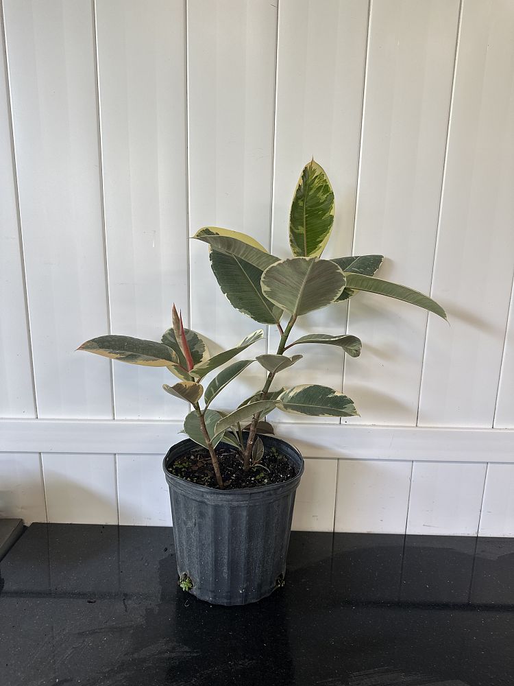 Ficus elastica ‘Tineke’ | PlantVine