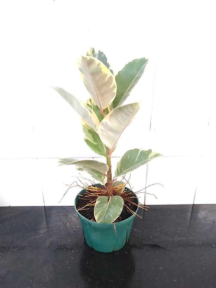 Ficus elastica ‘Tineke’ | PlantVine