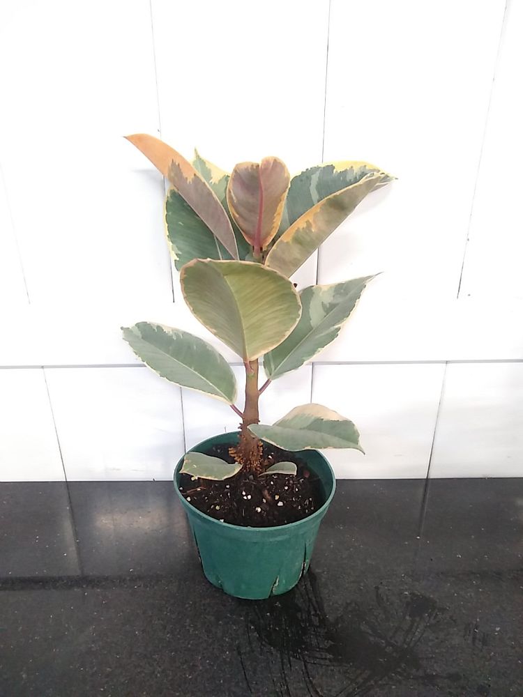 Ficus elastica ‘Tineke’ | PlantVine