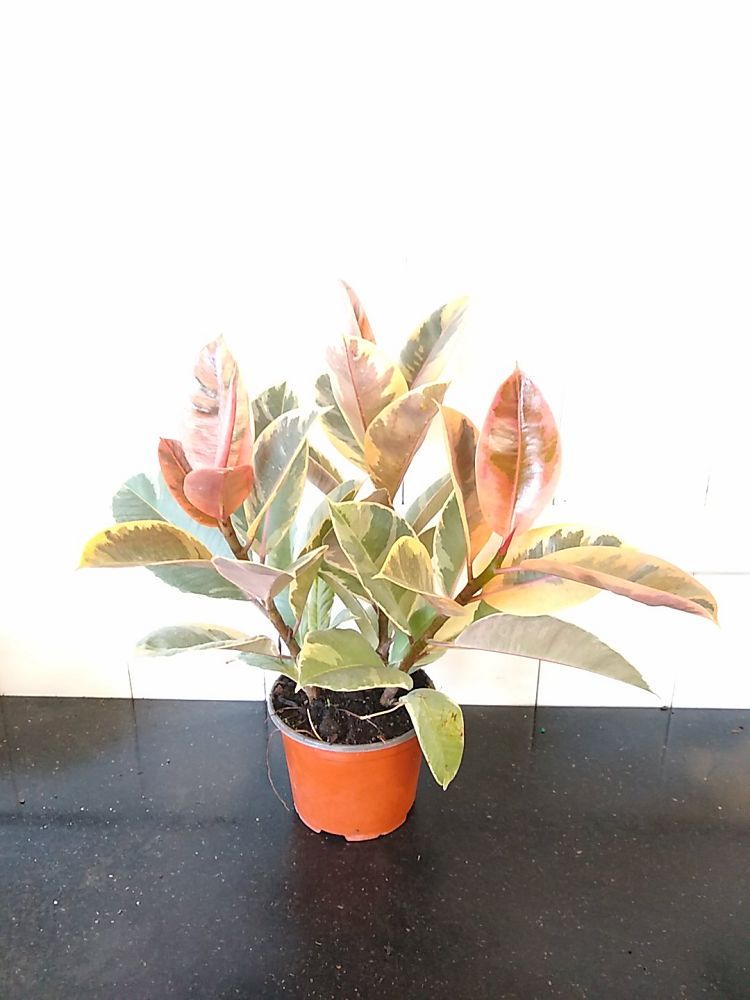 Ficus elastica ‘Tineke’ | PlantVine